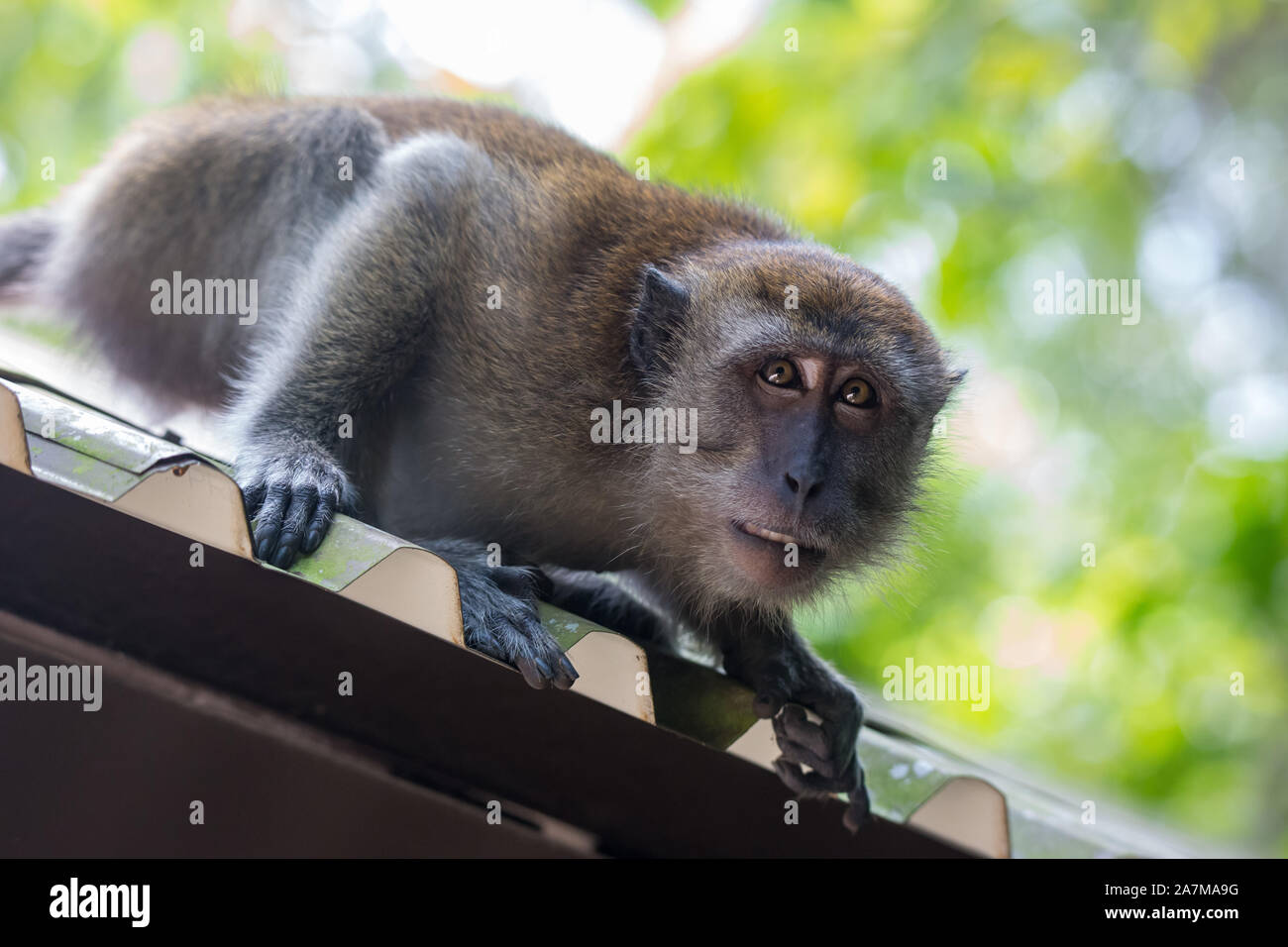 Portrait of cunning and playful monkey with bright yellow eyes and ...