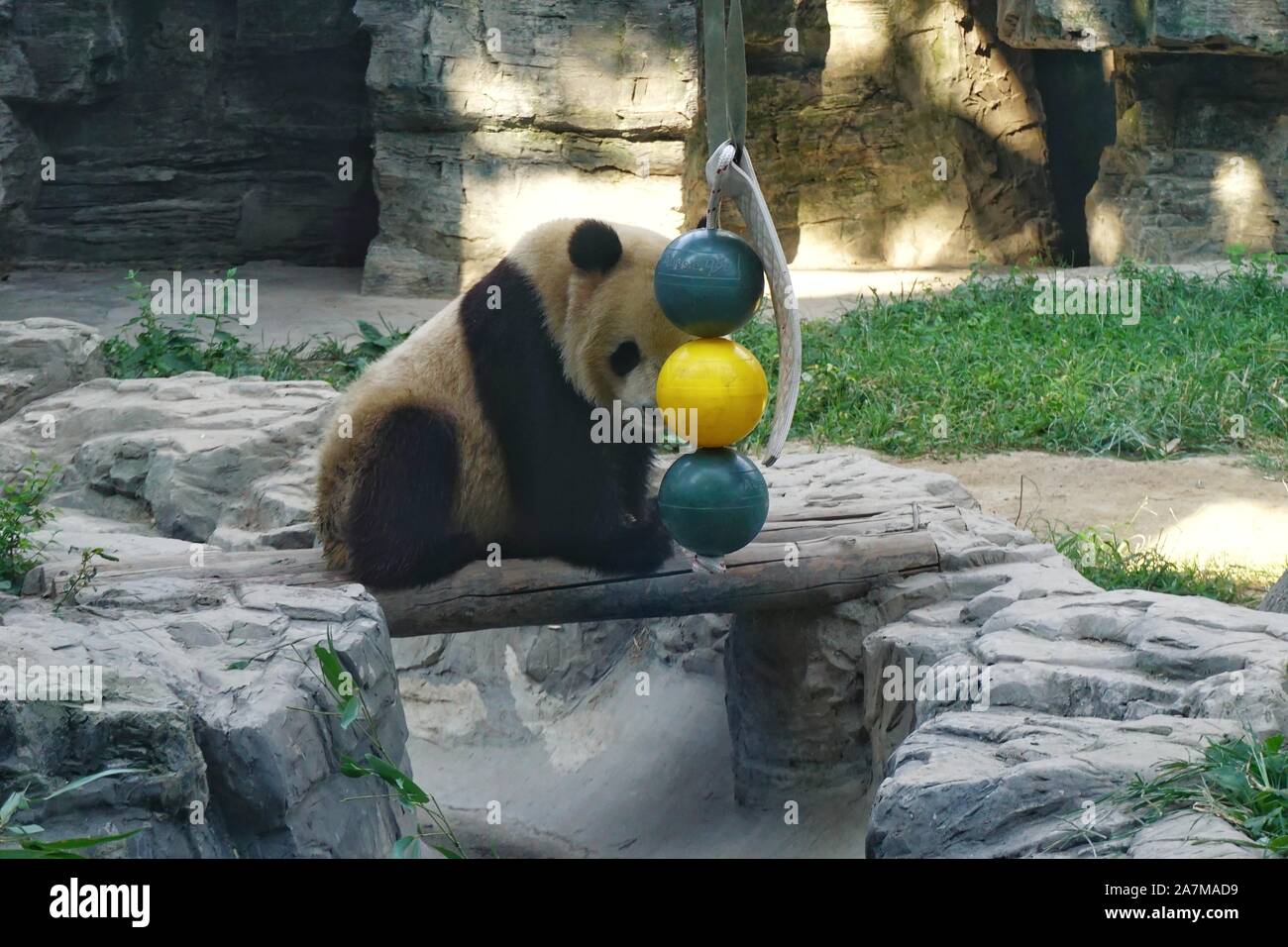 A panda is playing colored balls in a zoo in Beijing, China, 2 ...