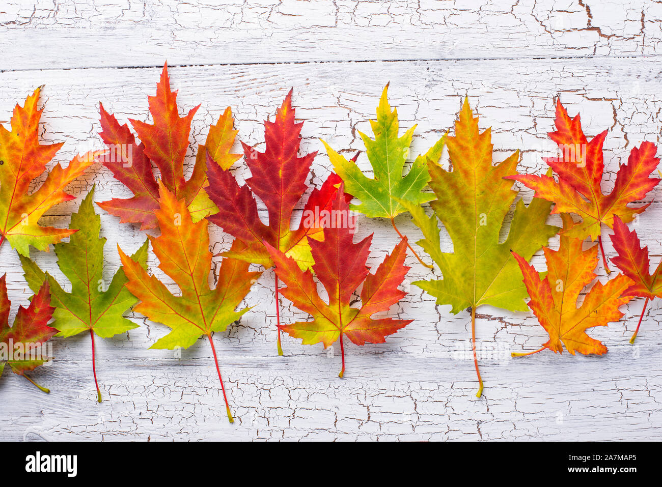 Fall ombre leaves hi-res stock photography and images - Alamy