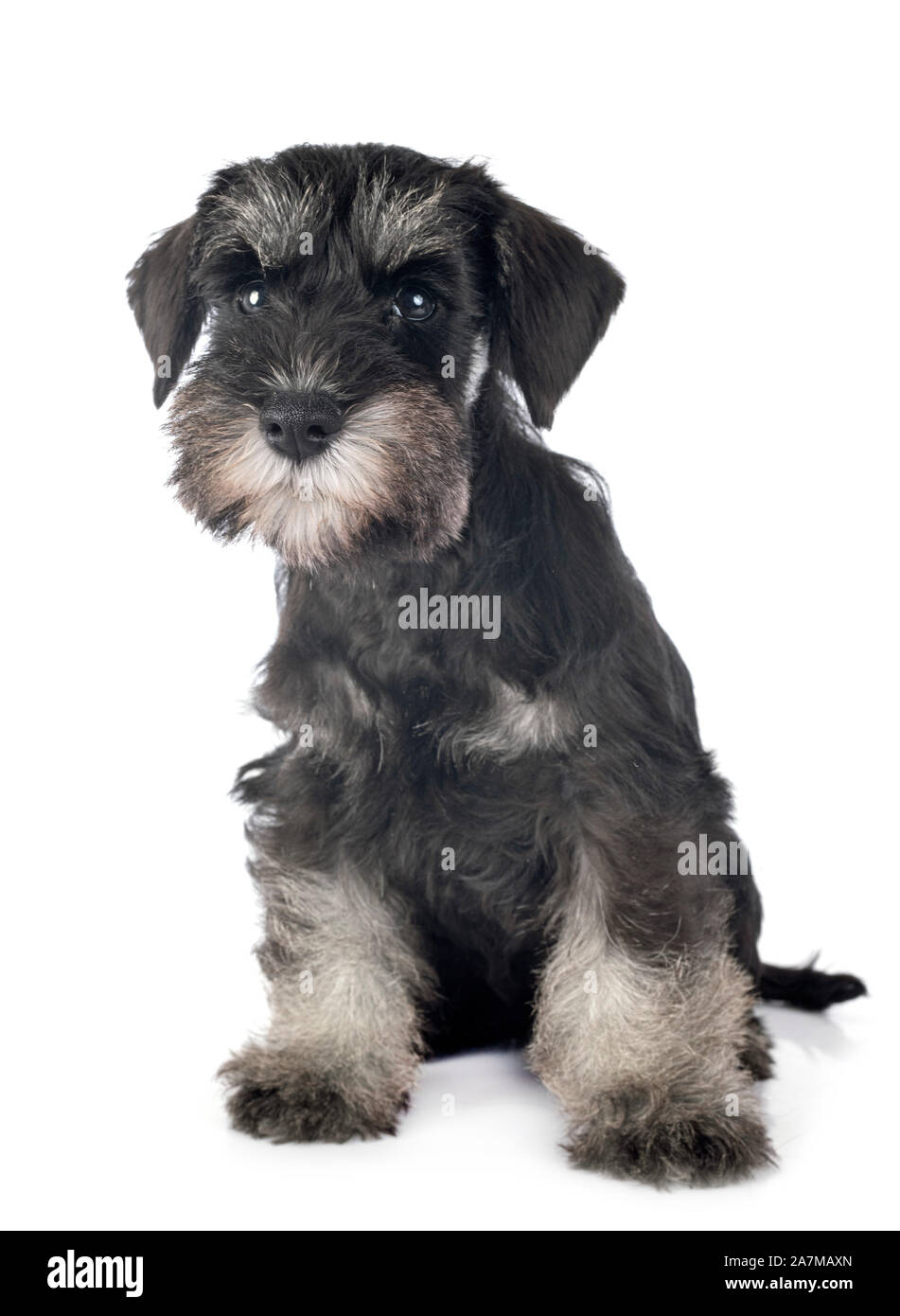 puppy miniature schnauzer in front of white background Stock Photo - Alamy