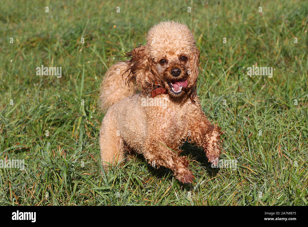 Poodle dog back sitting hi-res stock photography and images - Alamy