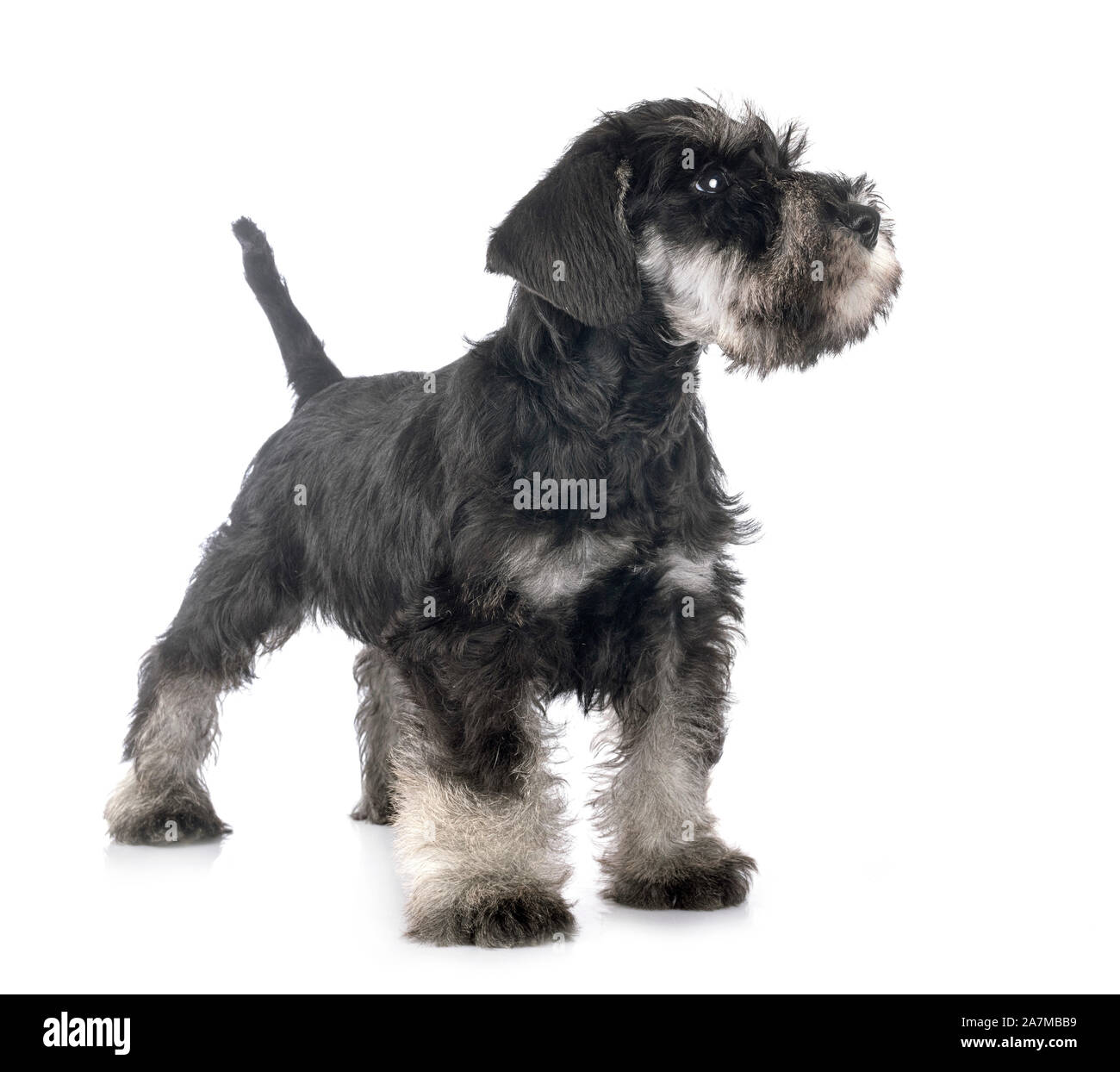 puppy miniature schnauzer in front of white background Stock Photo - Alamy