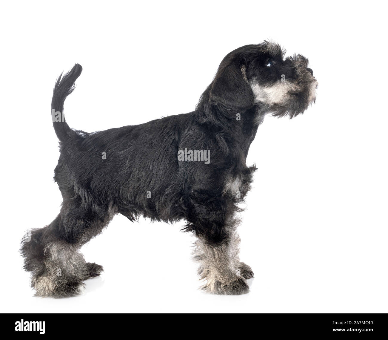 puppy miniature schnauzer in front of white background Stock Photo - Alamy