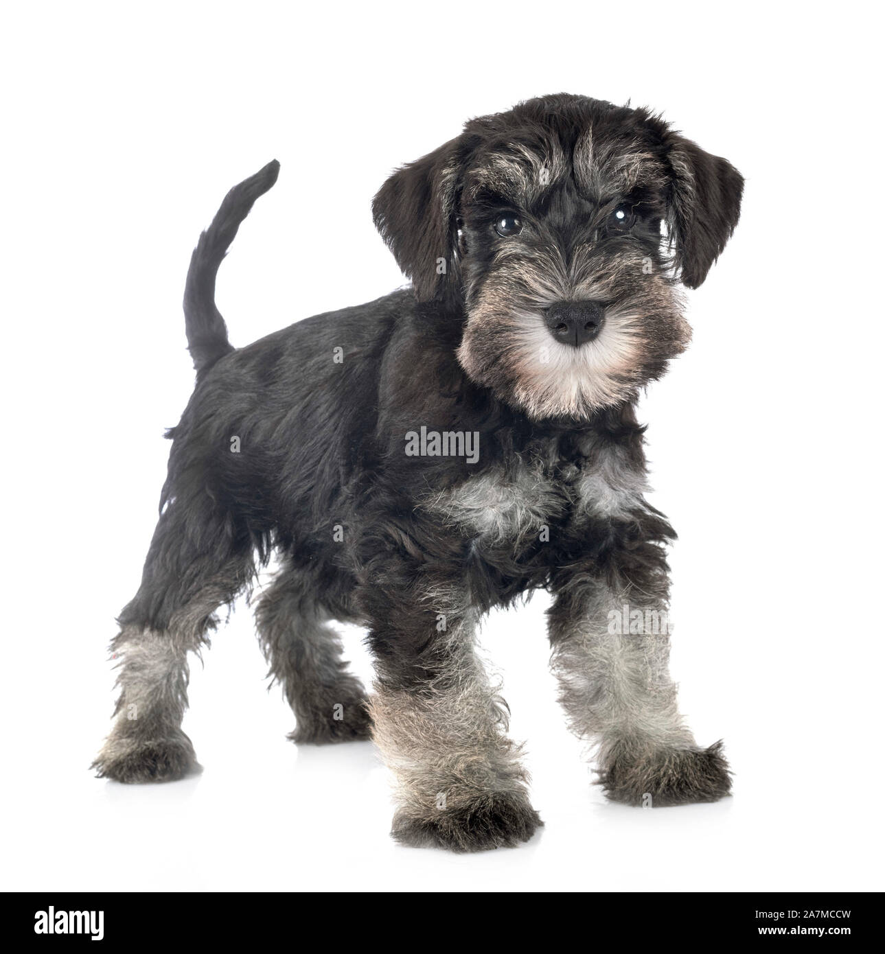 puppy miniature schnauzer in front of white background Stock Photo - Alamy