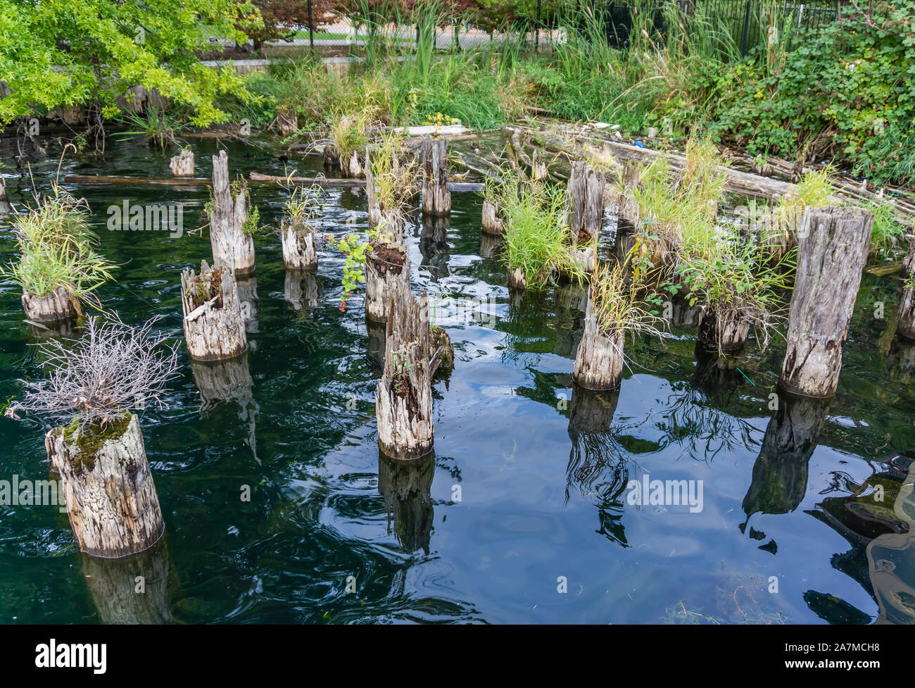 A view of old pilings near shore in Renton, Washington Stock Photo - Alamy