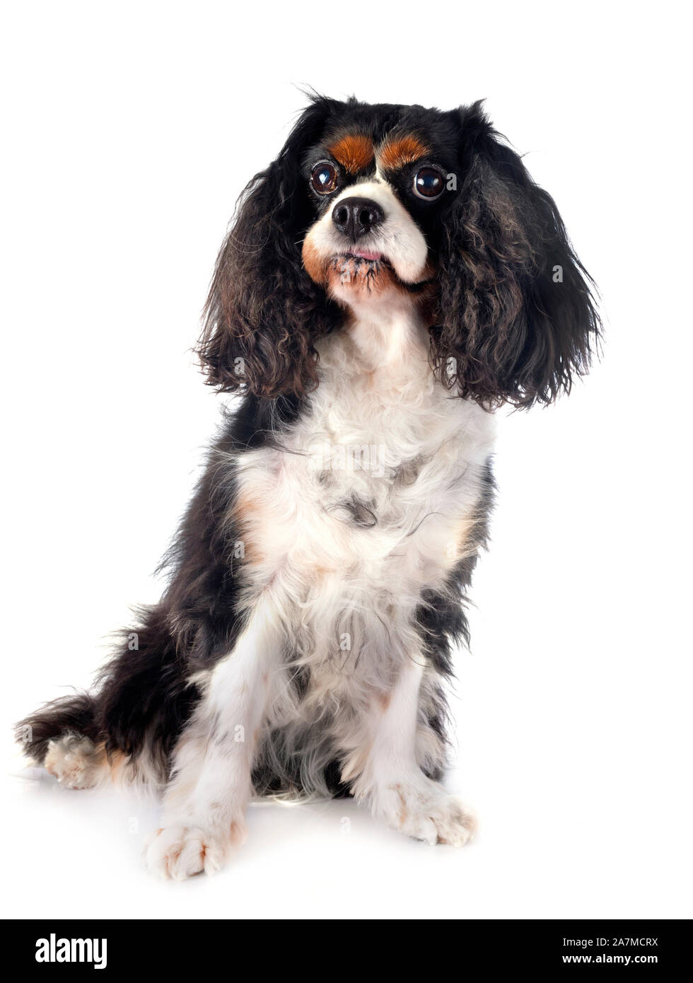 cavalier king charles in front of white background Stock Photo - Alamy