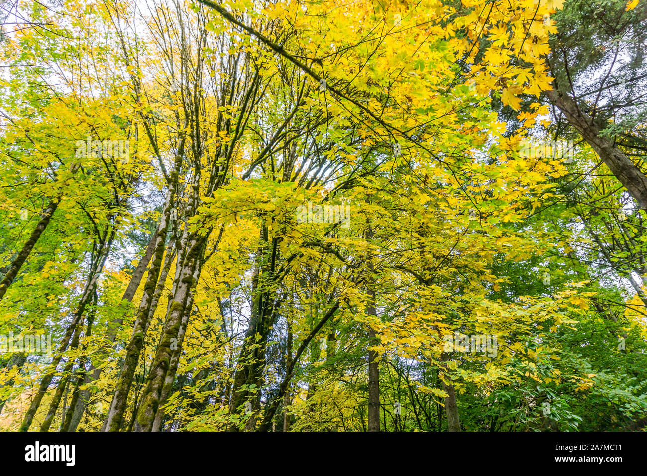 Tree branches and hellow autumn leaves at Tumwater Falls Park in ...