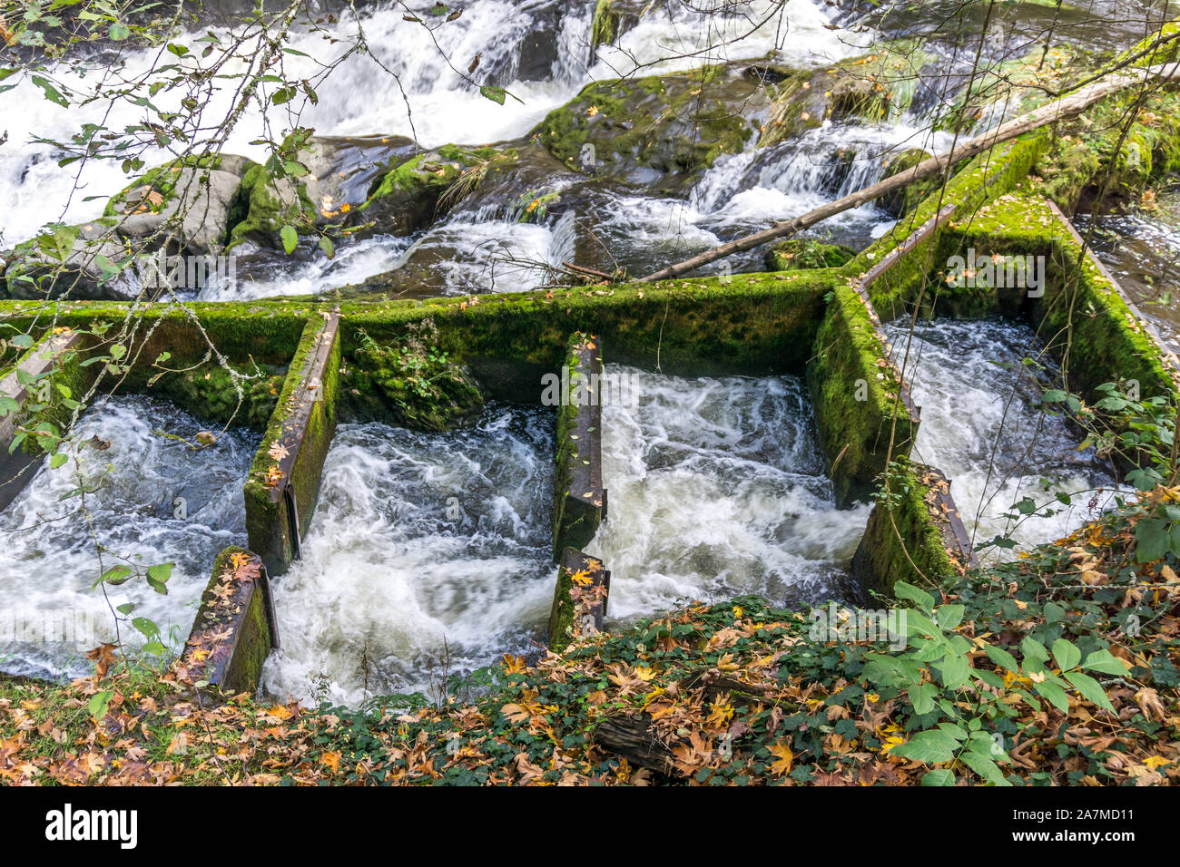 Fish ladder at Tumwater Falls Park in Washington State Stock Photo - Alamy