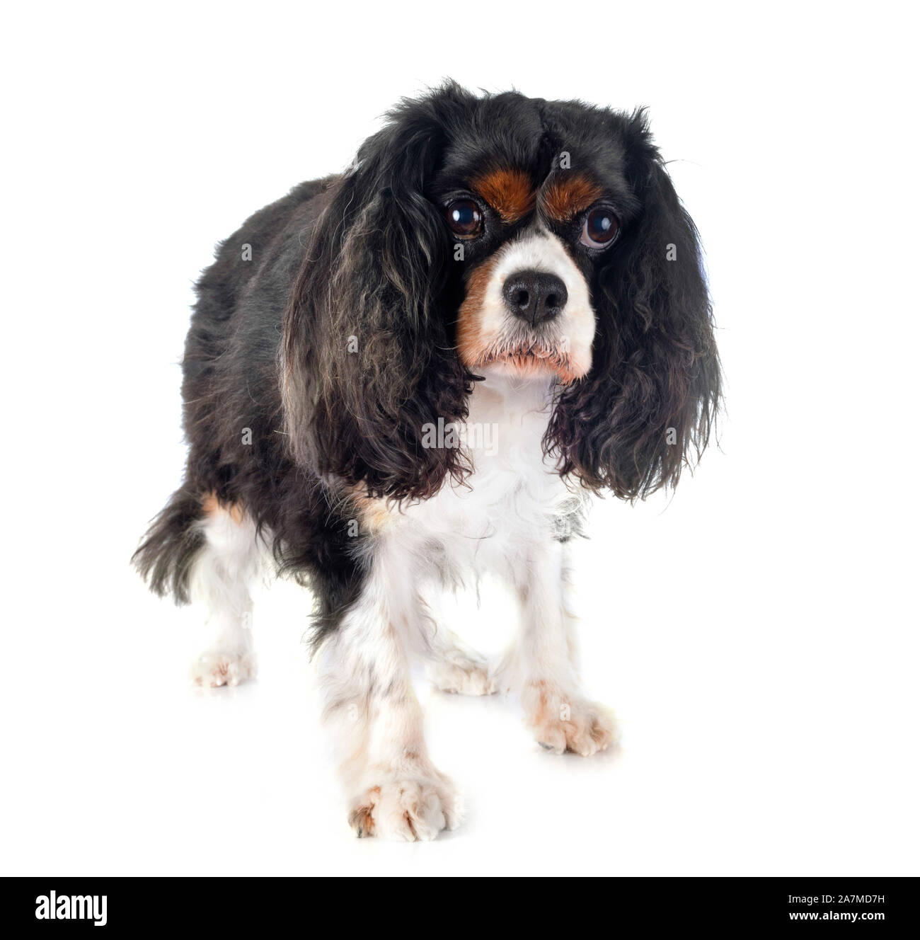 cavalier king charles in front of white background Stock Photo - Alamy