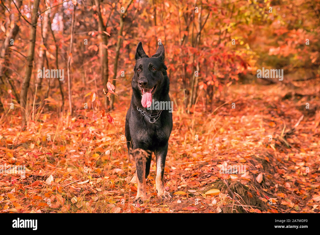 German shepherd wolf hi-res stock photography and images - Alamy