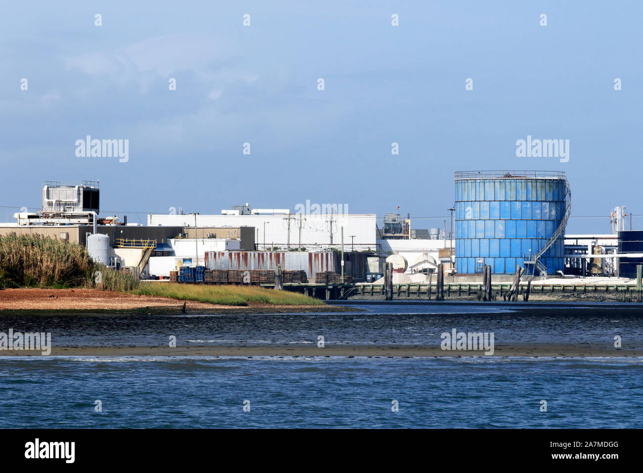 Clam processing hi-res stock photography and images - Alamy