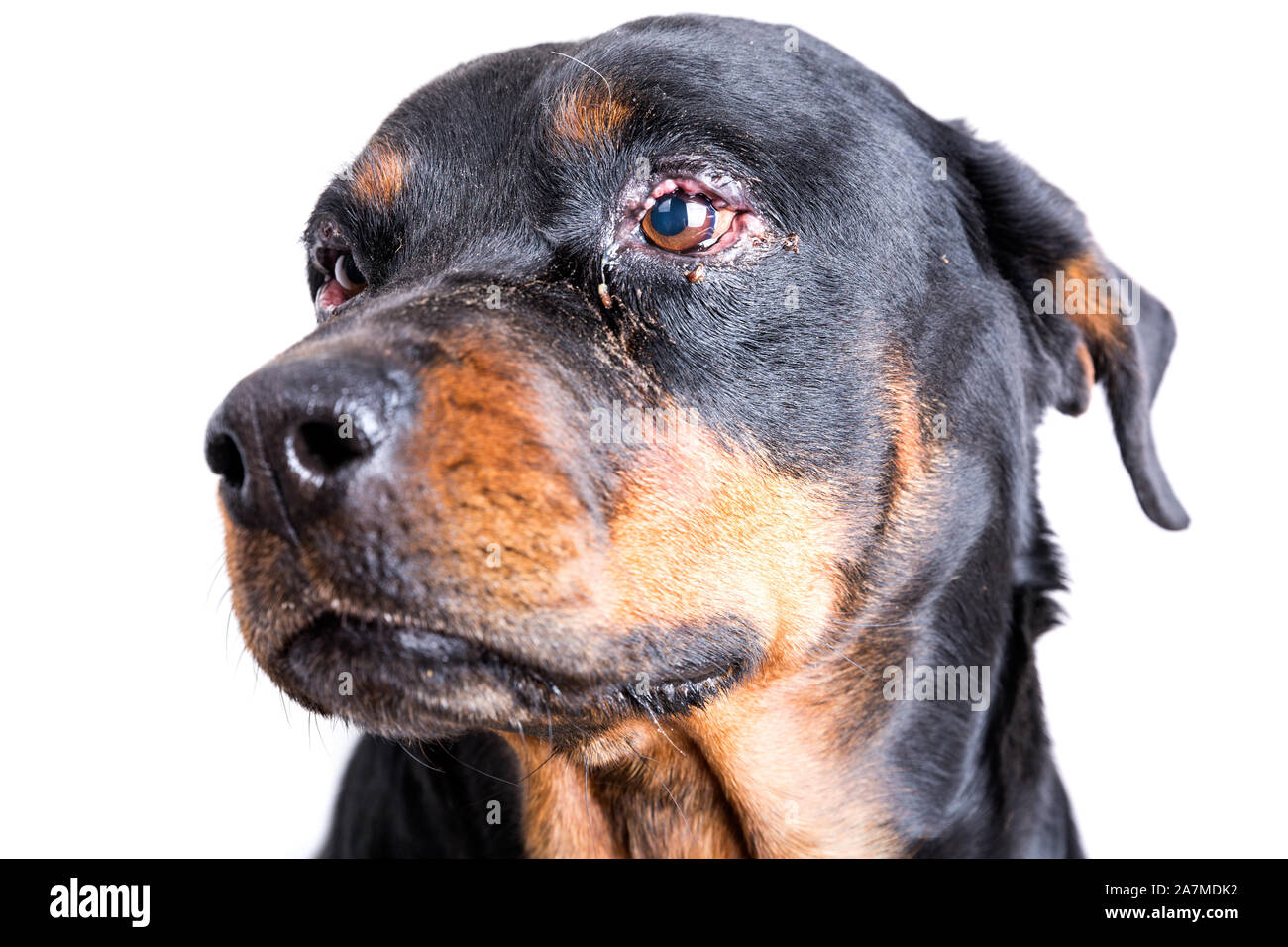 Red swollen inflamed dog's eyes during an infection Stock Photo - Alamy