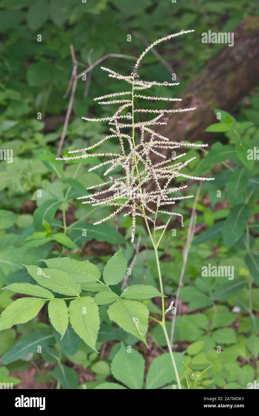 Goats Beard Aruncus Dioicus High Resolution Stock Photography and ...