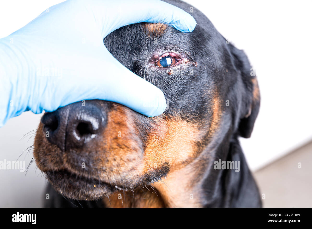Conjunctivitis dog hi-res stock photography and images - Alamy