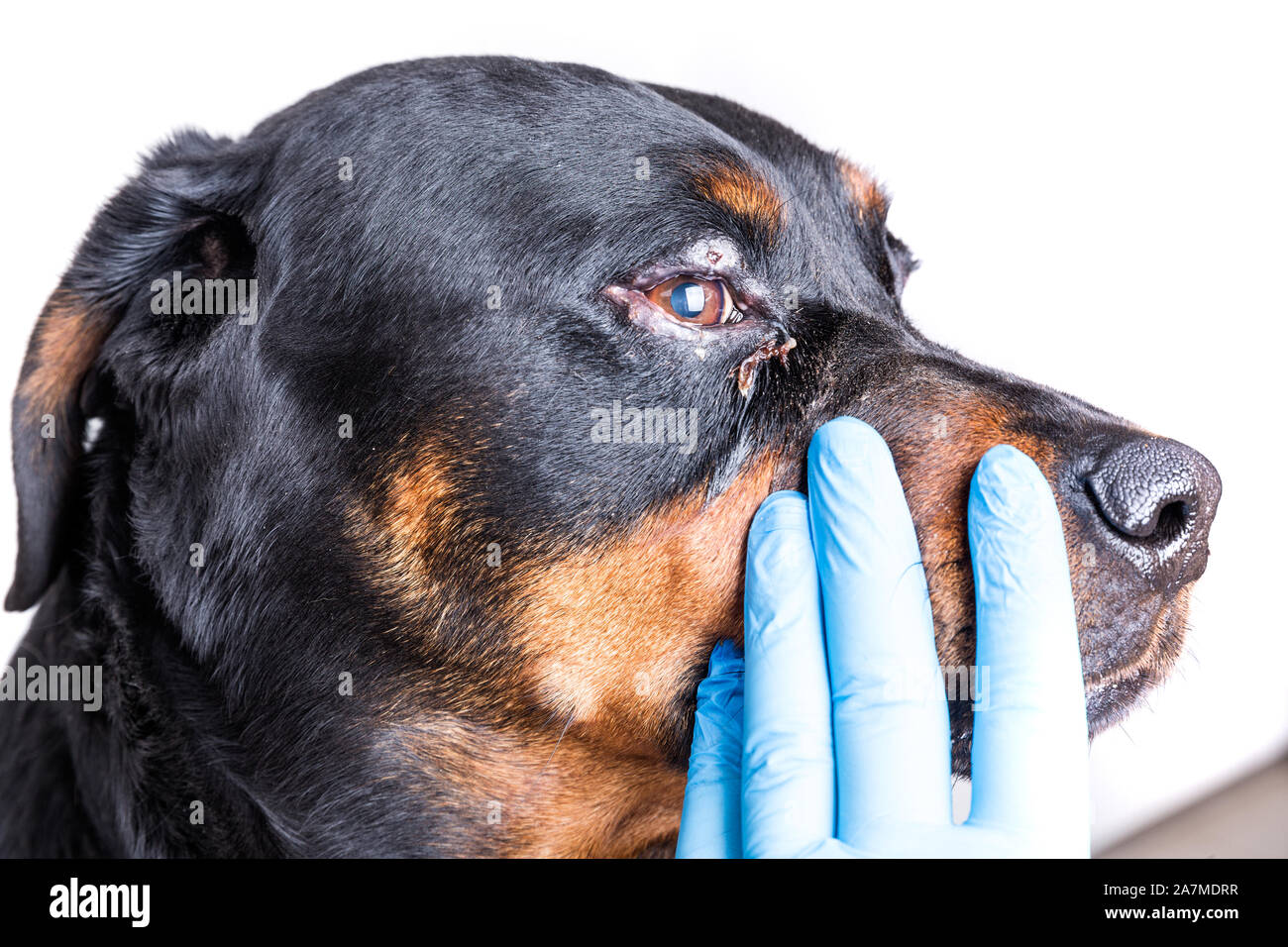 Why Are Dogs Eyes Red In Photos