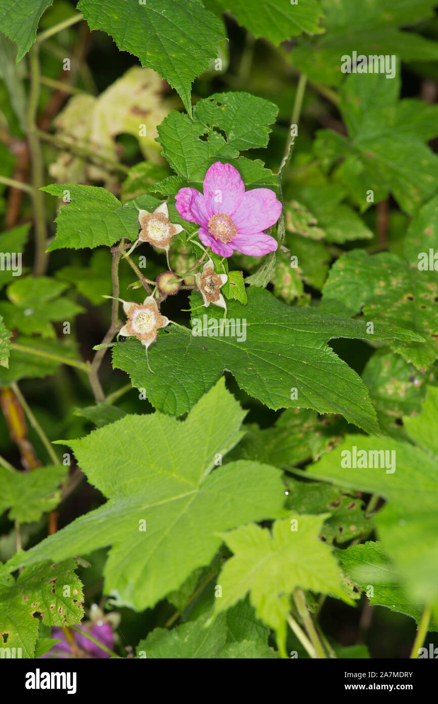 Purple Flowering Raspberry High Resolution Stock Photography and Images ...
