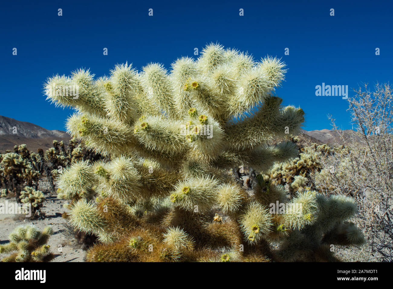 Alien cactus hi-res stock photography and images - Alamy