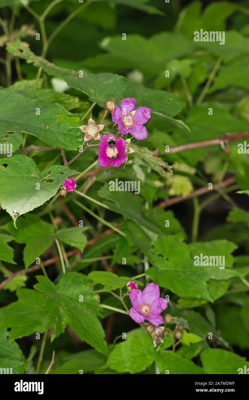 Purple Flowering Raspberry High Resolution Stock Photography and Images ...