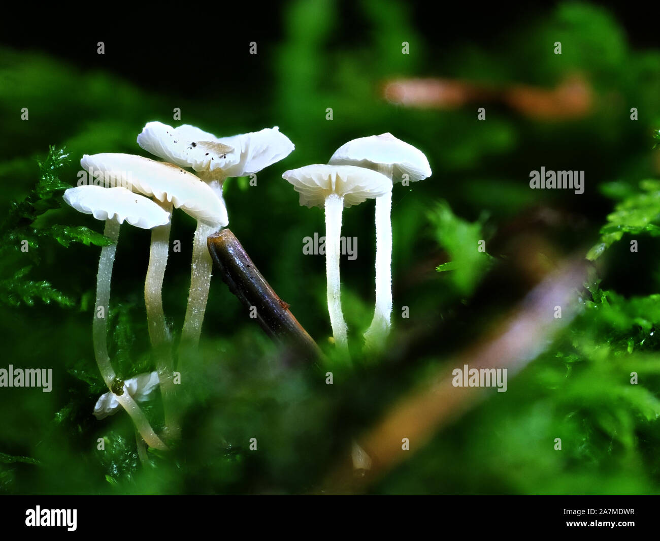 Tiny mushrooms hi-res stock photography and images - Alamy