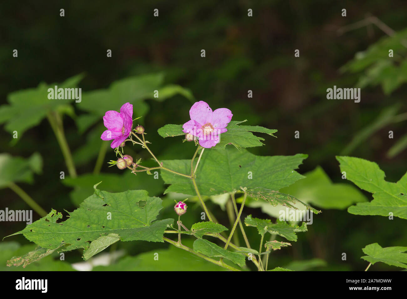 Purple Flowering Raspberry High Resolution Stock Photography and Images ...