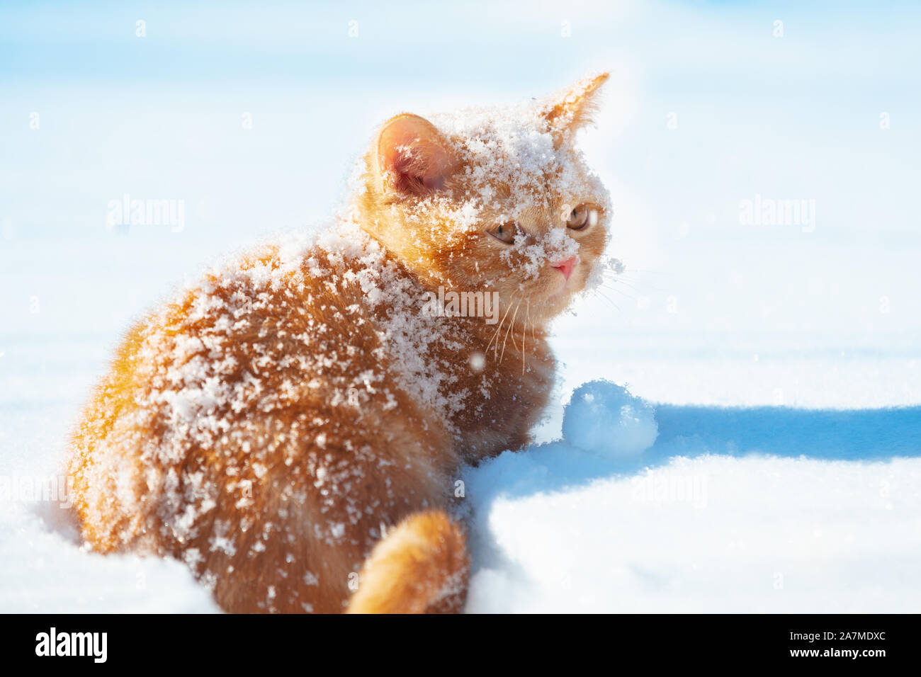 Red cat walks in deep snow during a snowfall in winter Stock Photo - Alamy