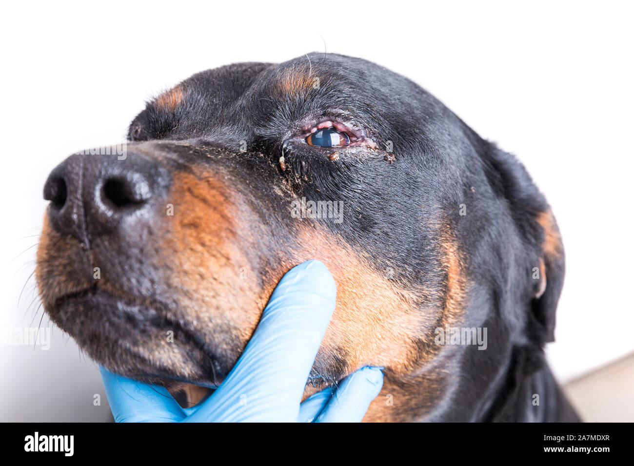 Blepharitis hi-res stock photography and images - Alamy