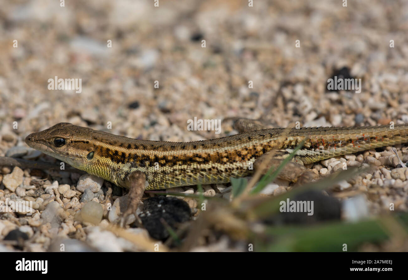 Snake lizards hi-res stock photography and images - Alamy
