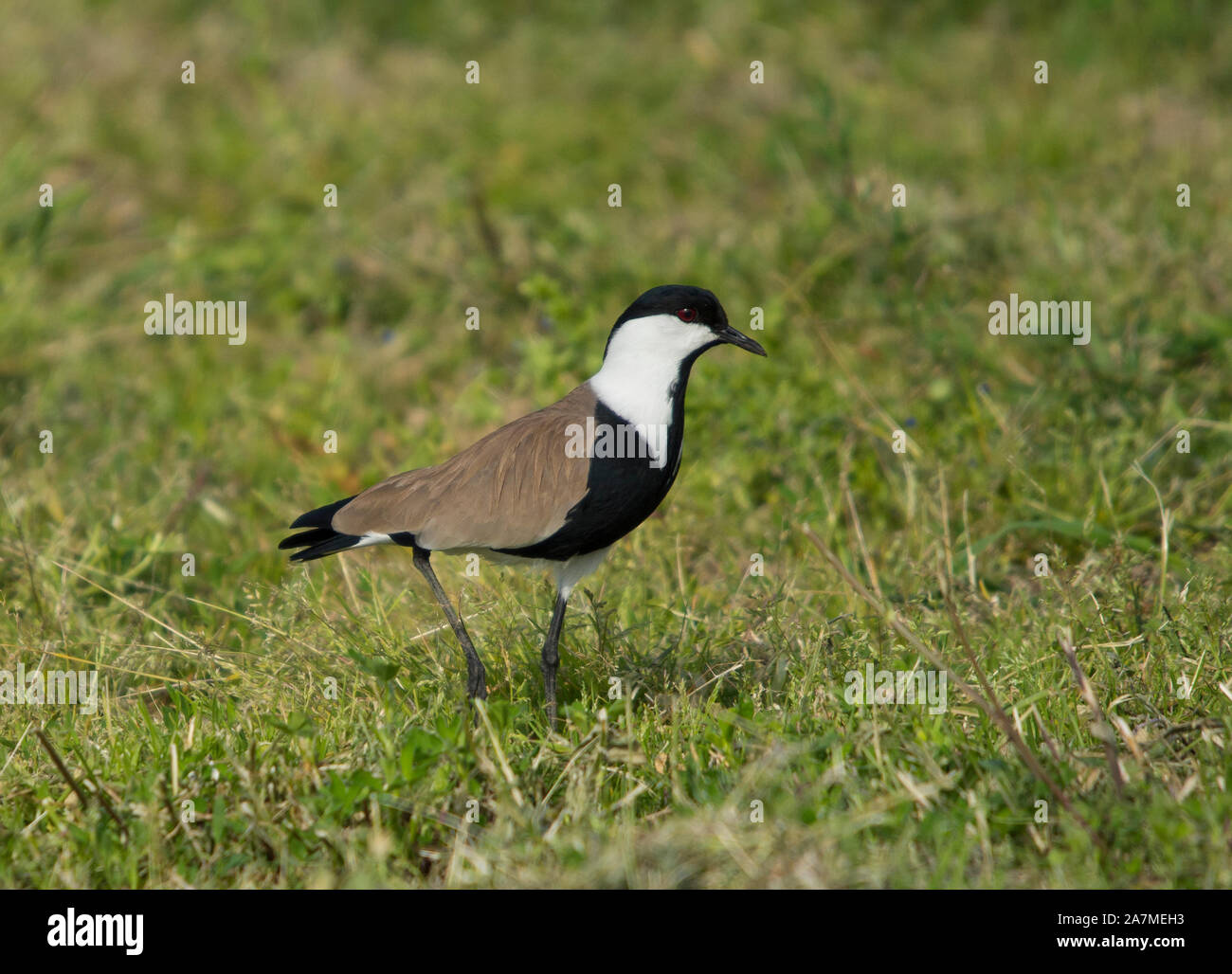 Spur winged plover in cyprus hi-res stock photography and images - Alamy