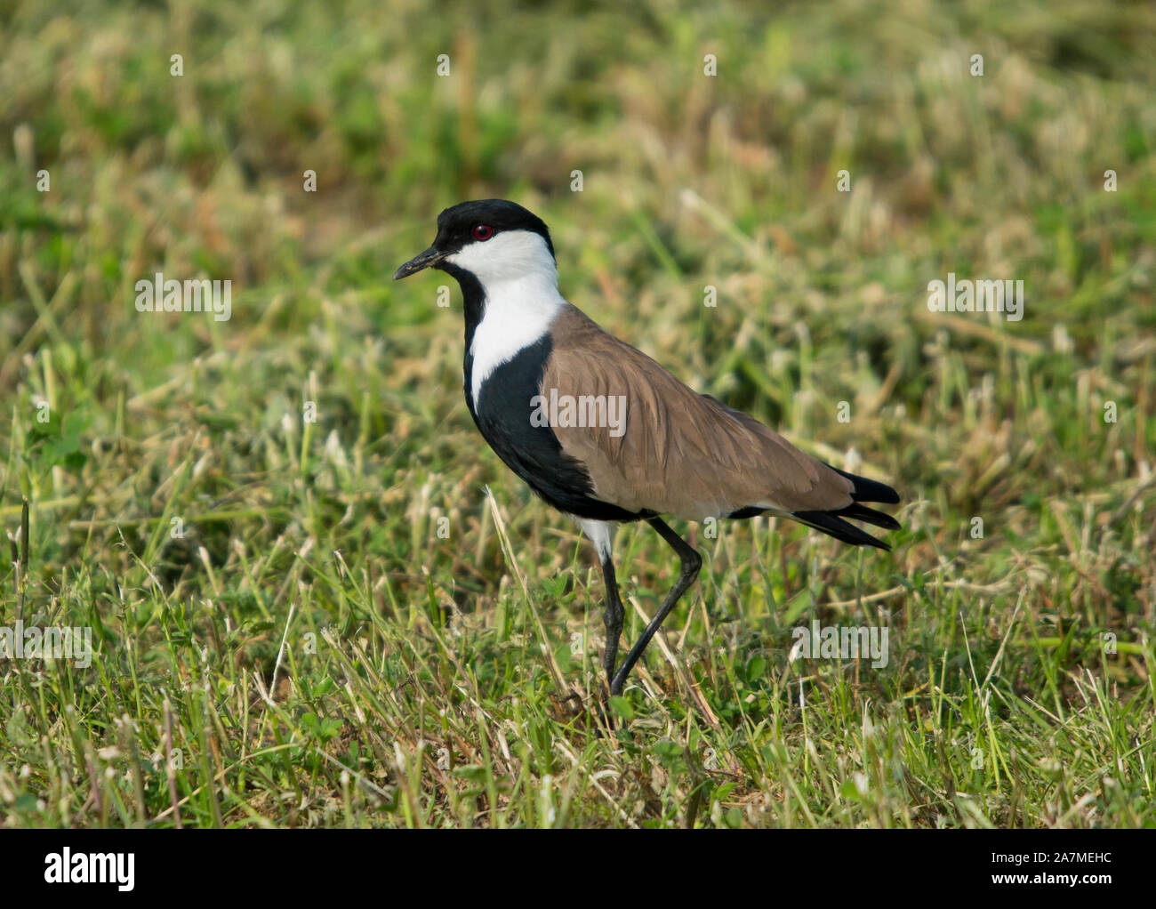 Spur-Winged Lapwing (Vanellus spinosis) on grassland, Cyprus, Greece ...