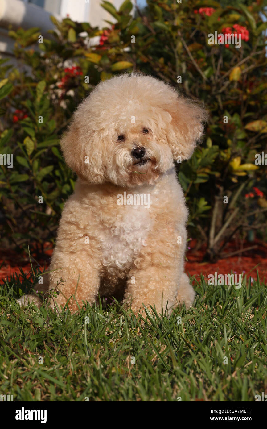 Parti Poodle High Resolution Stock Photography and Images - Alamy