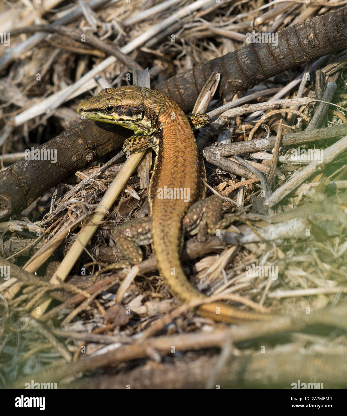 Troodos Lizard, (Phoenicolacerta troodica) on the Island of Cyprus ...