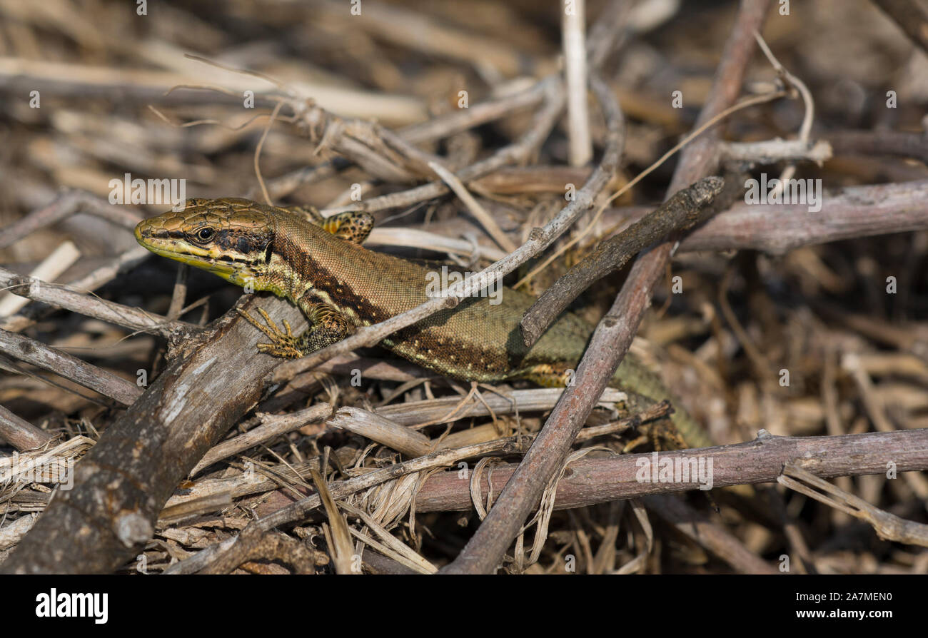 Cyprus herpetofauna hi-res stock photography and images - Alamy