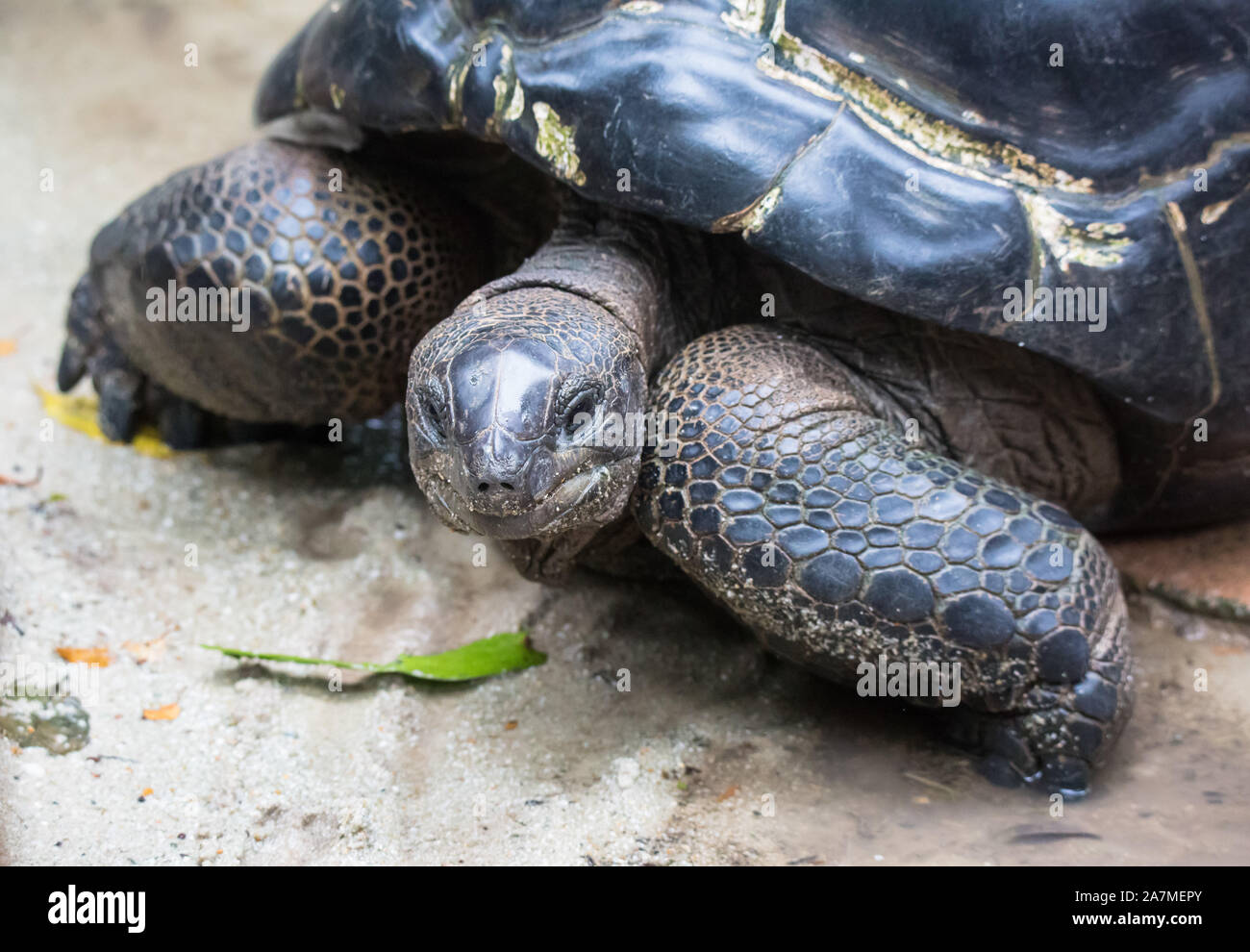 Closeup portrait of Galapagos giant tortoise ,Chelonoidis nigra, with ...