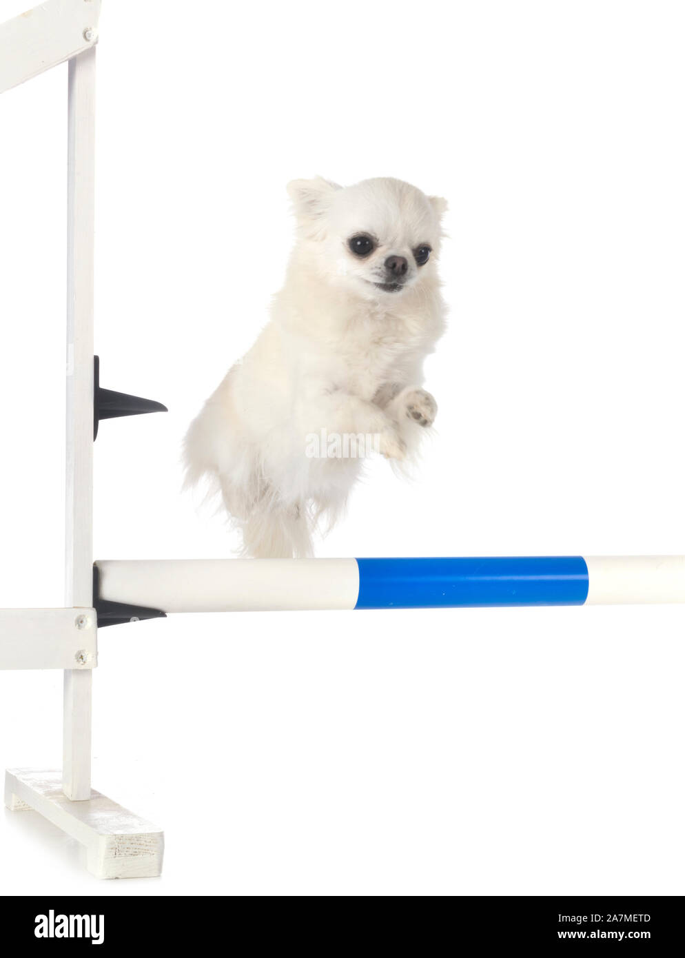 training of agility in front of white background Stock Photo - Alamy