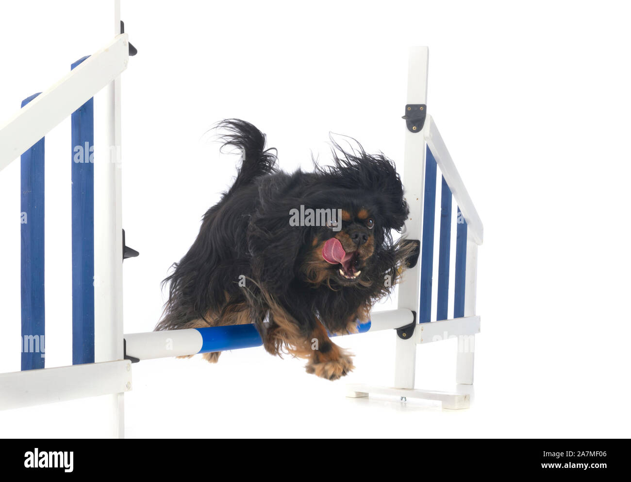 training of agility in front of white background Stock Photo - Alamy