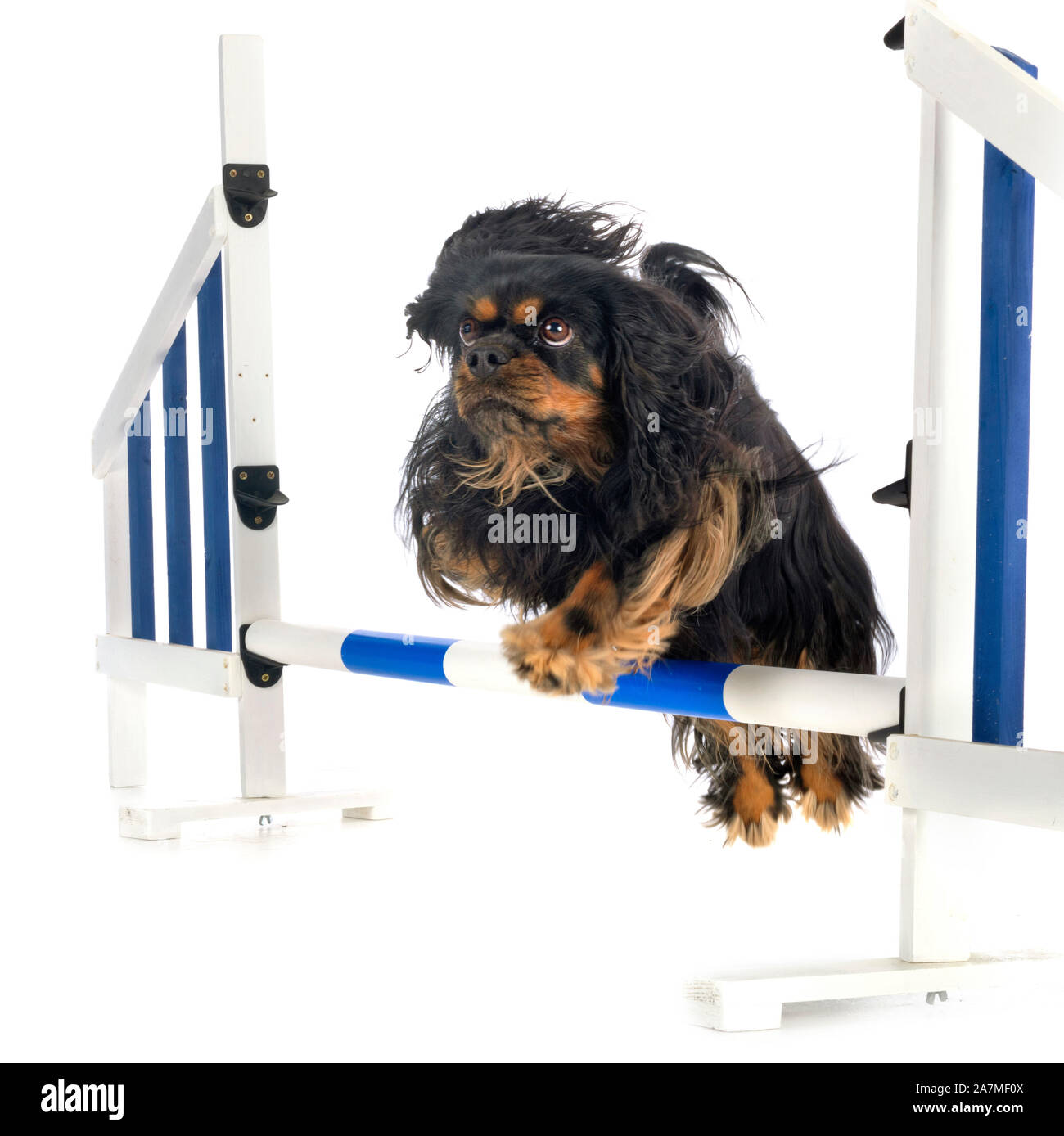 training of agility in front of white background Stock Photo - Alamy