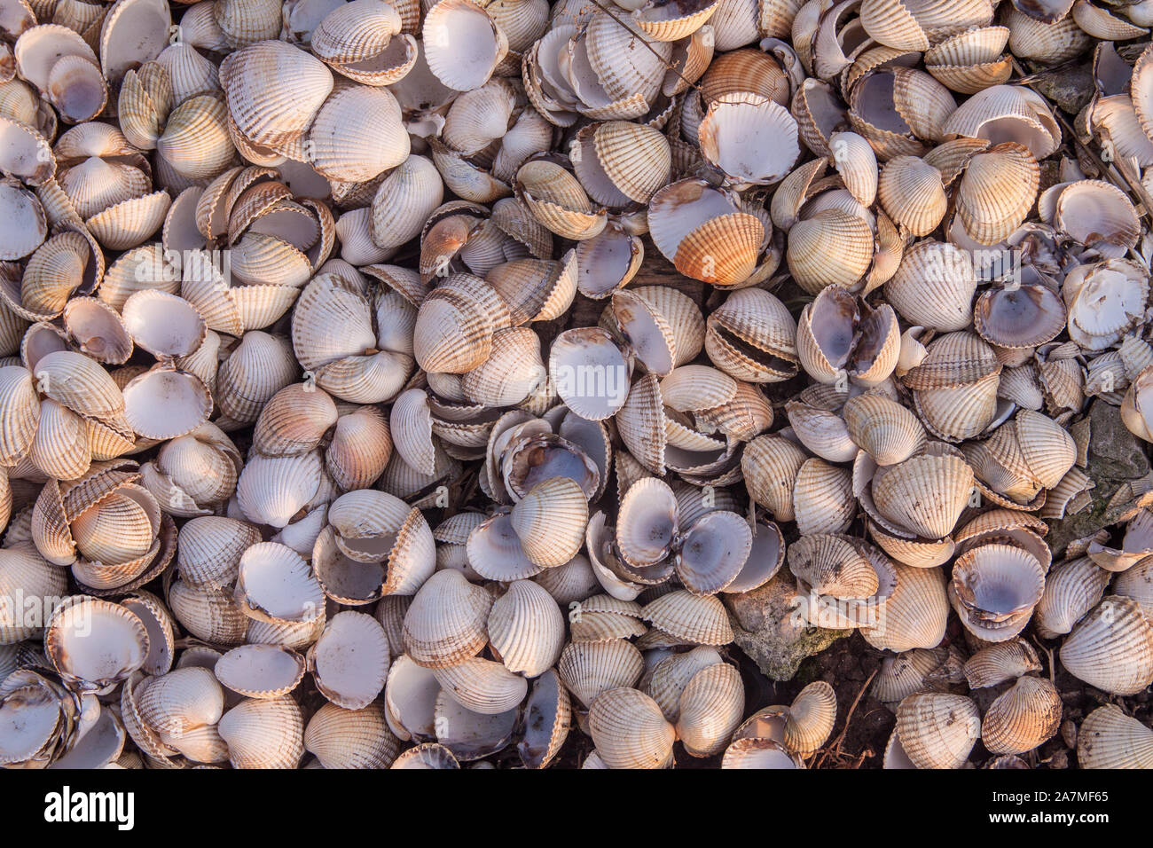 A view of a lot of empty shells Stock Photo - Alamy
