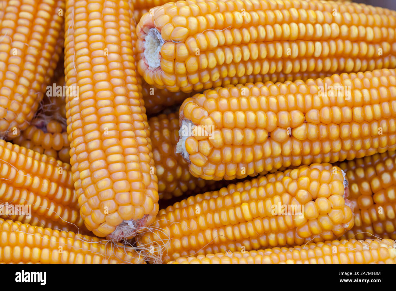 Corn close up, macro Stock Photo - Alamy