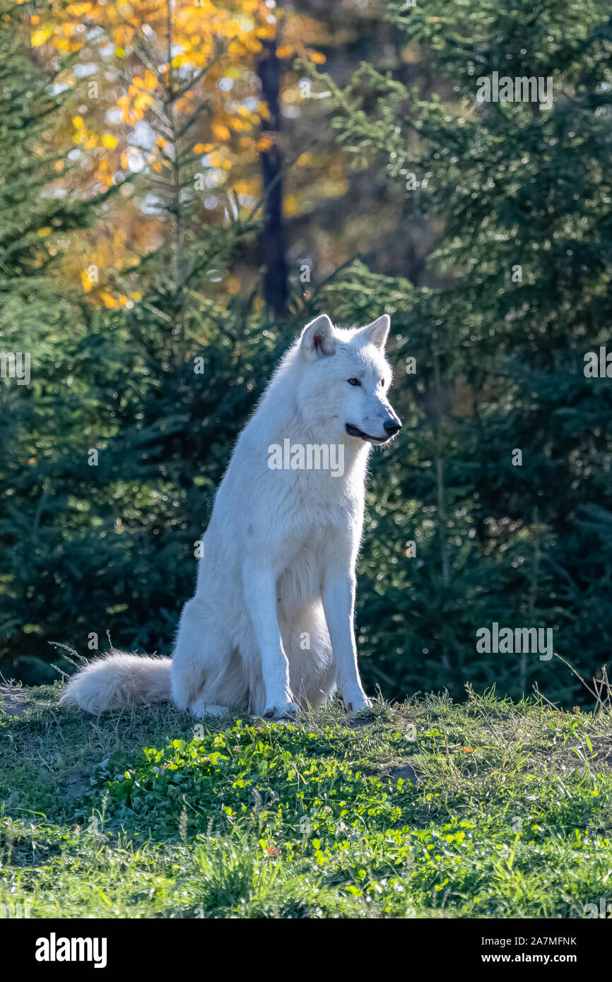 Arctic wolf pack hi-res stock photography and images - Alamy