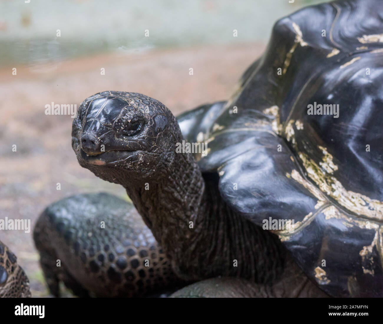 Closeup portrait of Galapagos giant tortoise ,Chelonoidis nigra, with ...