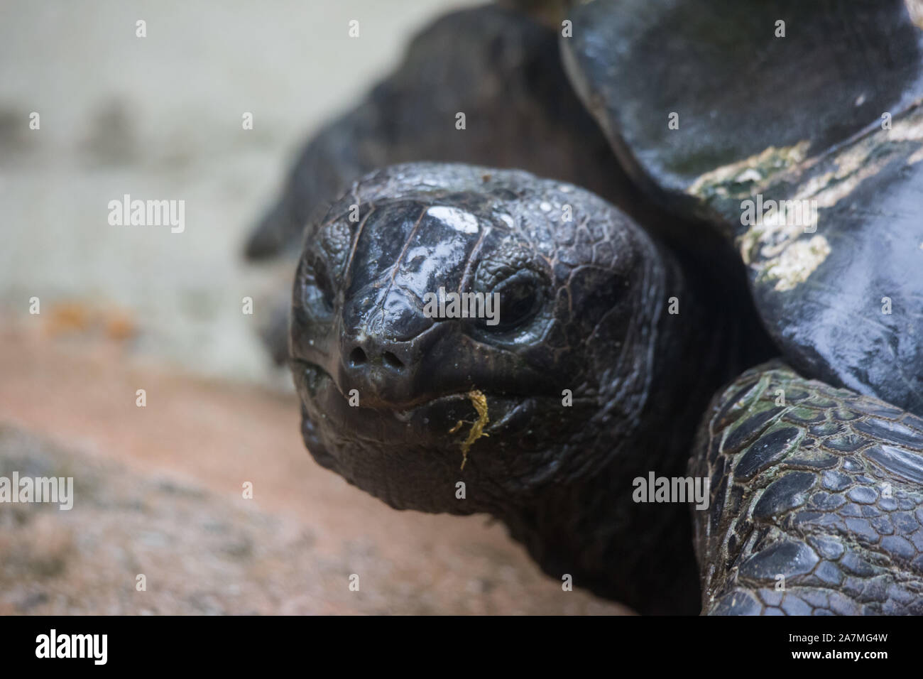 Closeup portrait of Galapagos giant tortoise ,Chelonoidis nigra, with ...