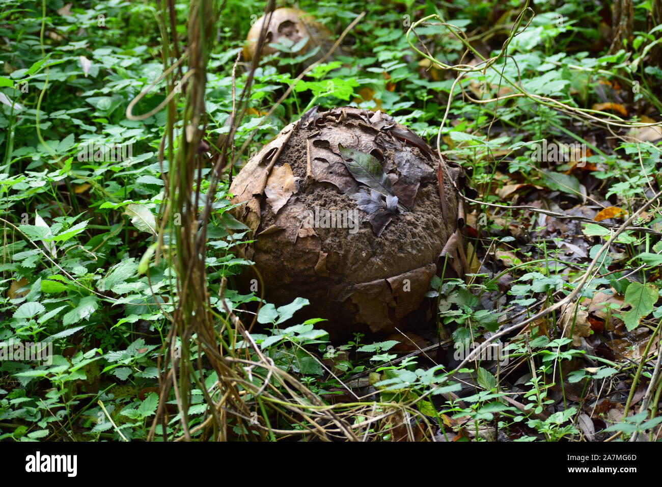 Old Puffball High Resolution Stock Photography and Images - Alamy