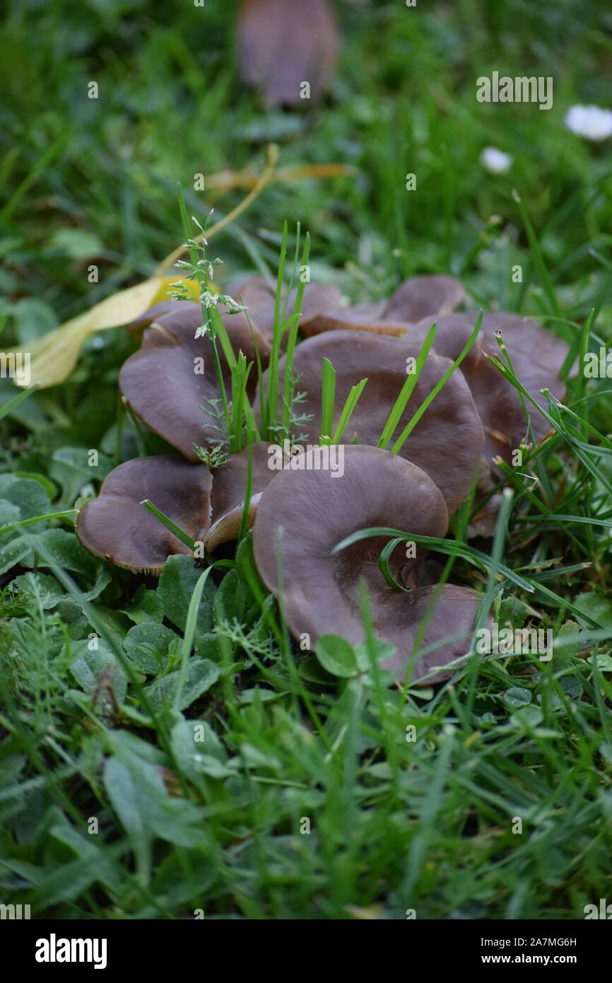 Liver milkcap hi-res stock photography and images - Alamy
