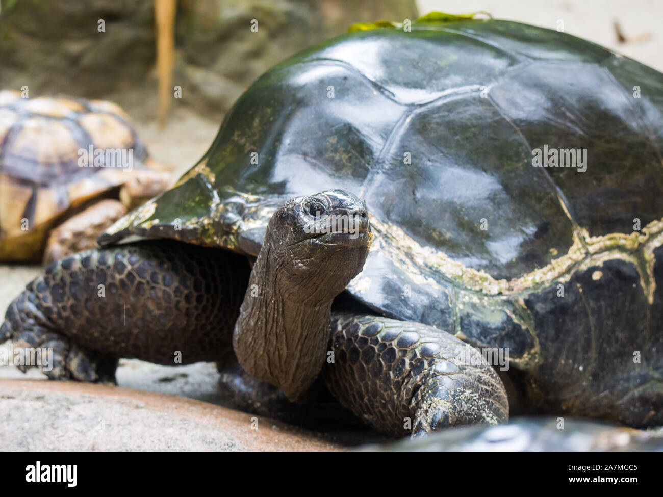 Closeup portrait of Galapagos giant tortoise ,Chelonoidis nigra, with ...