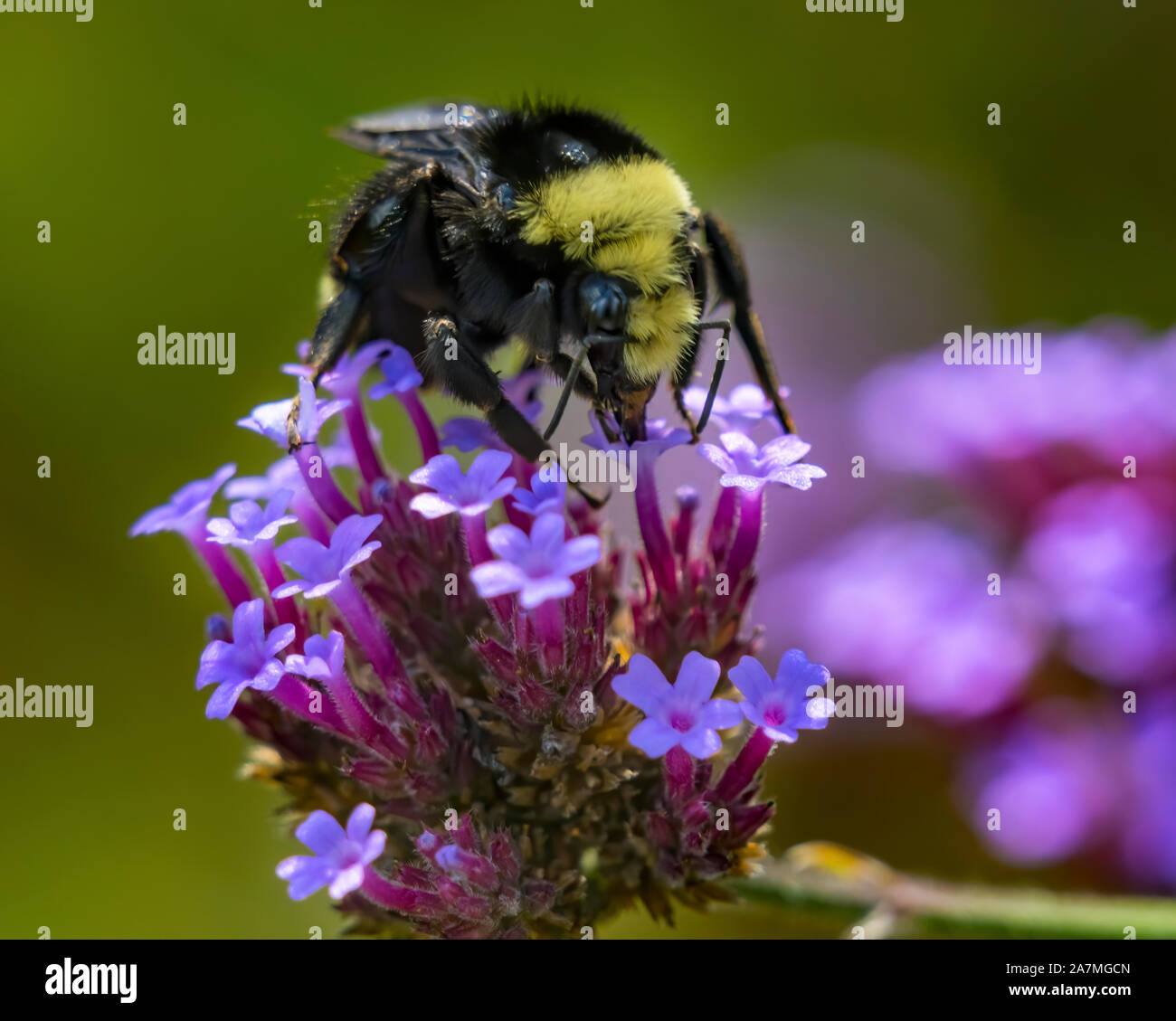 Yellow Bumble Bee Bumblebee Feeding on Nectar Blue Butterfly Bush ...