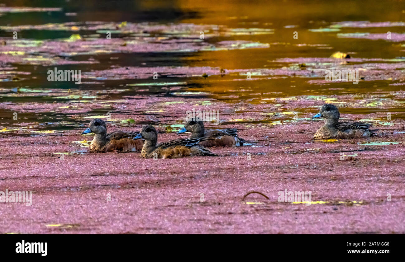 Immature Ruddy Ducks Blue Bills Red Water Plants Juanita Bay Park Lake ...