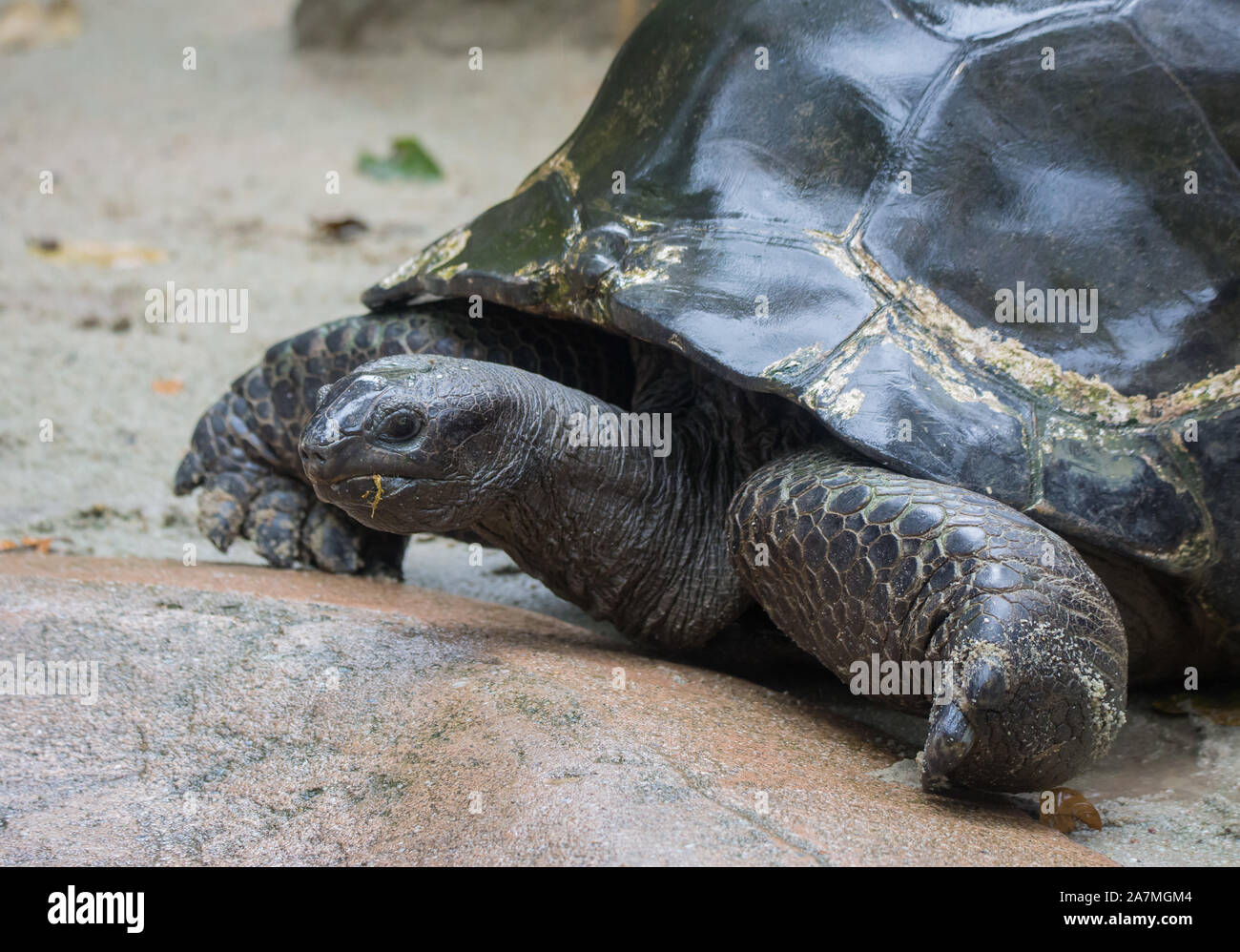 Closeup portrait of Galapagos giant tortoise ,Chelonoidis nigra, with ...