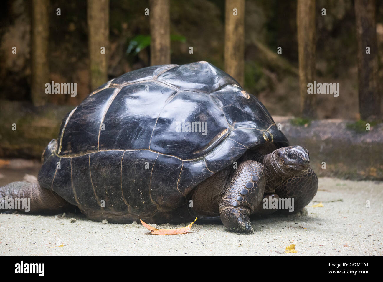 Closeup portrait of Galapagos giant tortoise ,Chelonoidis nigra, with ...