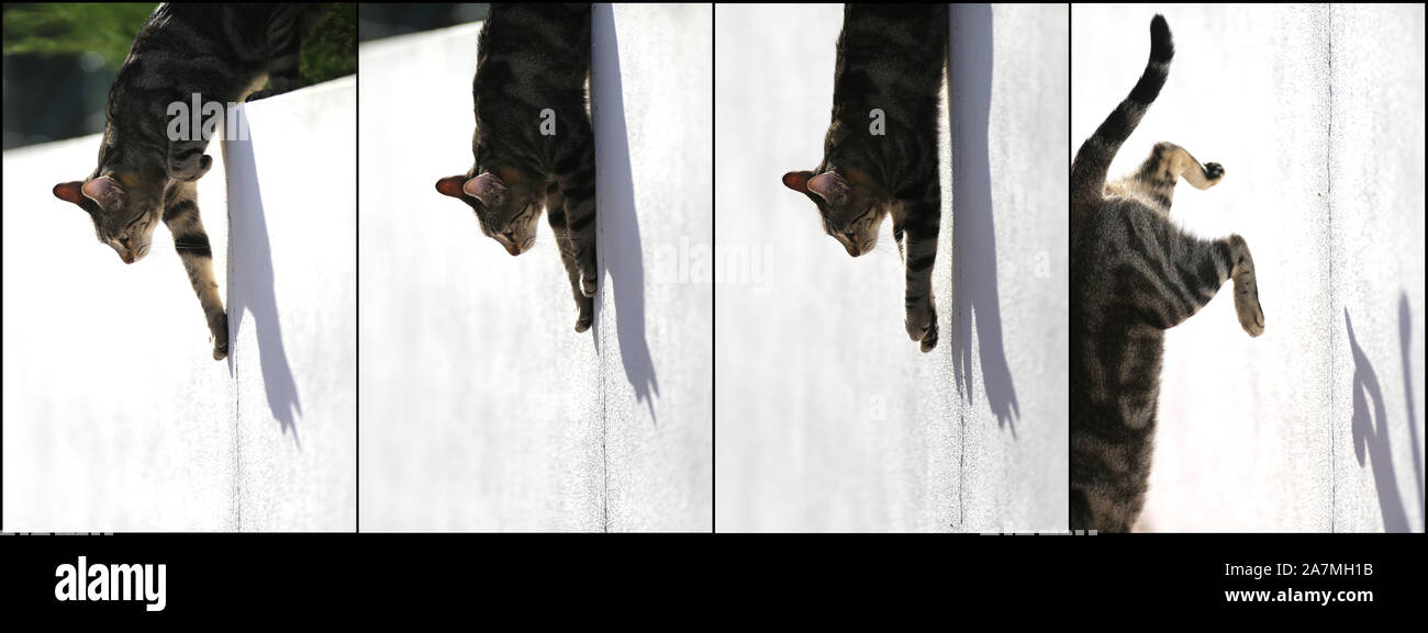 Climbing down cat hi-res stock photography and images - Alamy