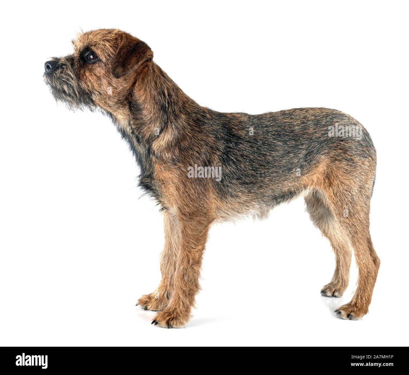 border terrier in front of white background Stock Photo - Alamy
